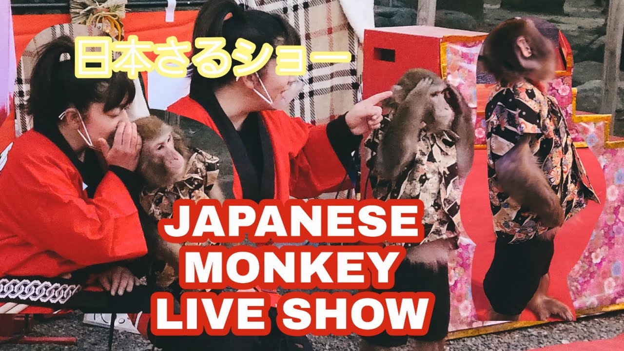 #ssakusa monkey show - YouTube