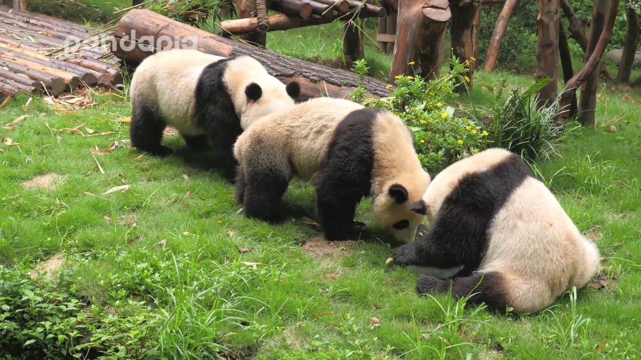 icy cake for panda's birthday - YouTube