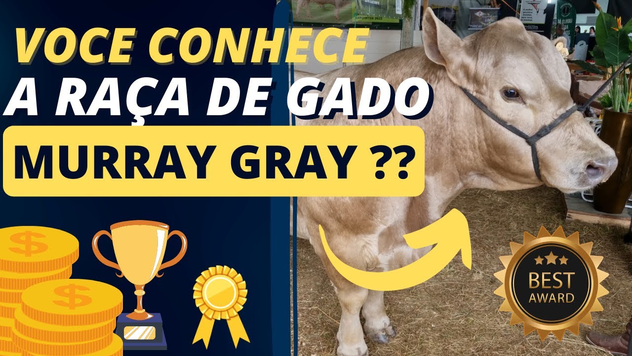 VOCE CONHECE A RAÇA MURRAY GRAY ??? - YouTube