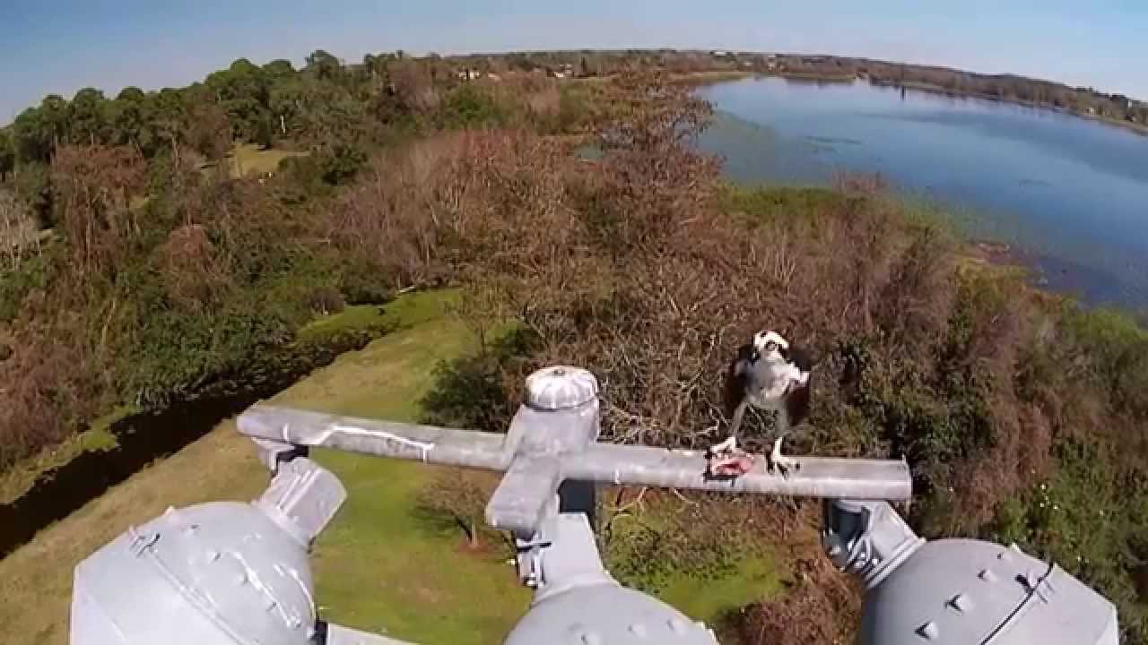 A really brave bird from my DJI Phantom 2 Vision - YouTube