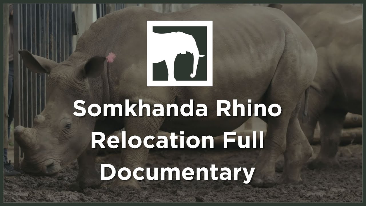 Somkhanda Rhino Orphans Relocation Full Documentary - YouTube