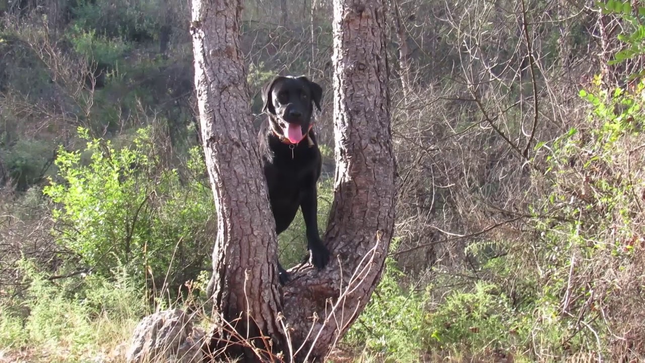 increible dog training (labrador retriever) with a clicker!! - YouTube
