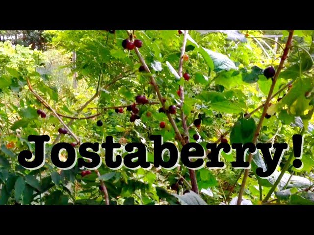 Planting Jostaberry Bush Selling Discounts | www.oceanproperty.co.th