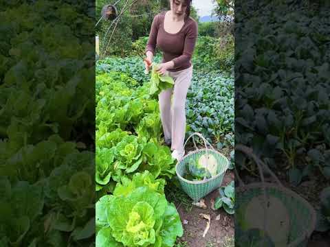 #Youmei | The beauty of the countryside...