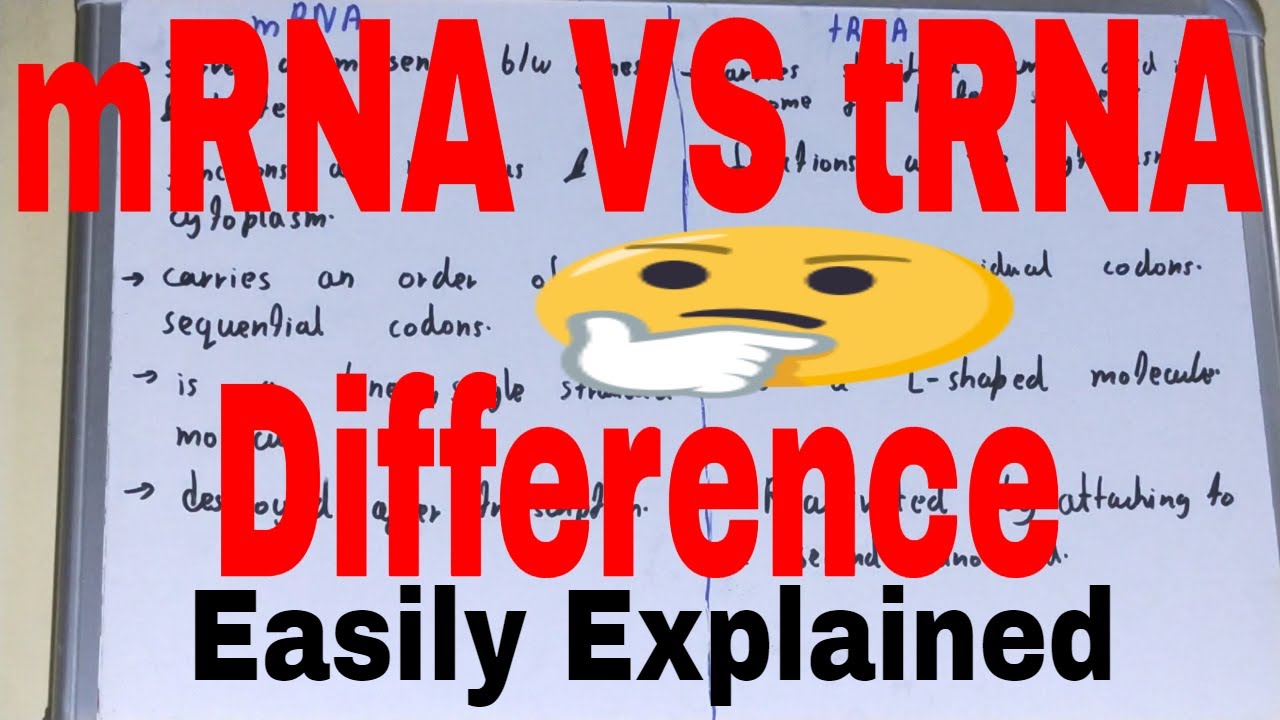 mrna vs trna|difference between mrna and trna|mrna and trna differences ...