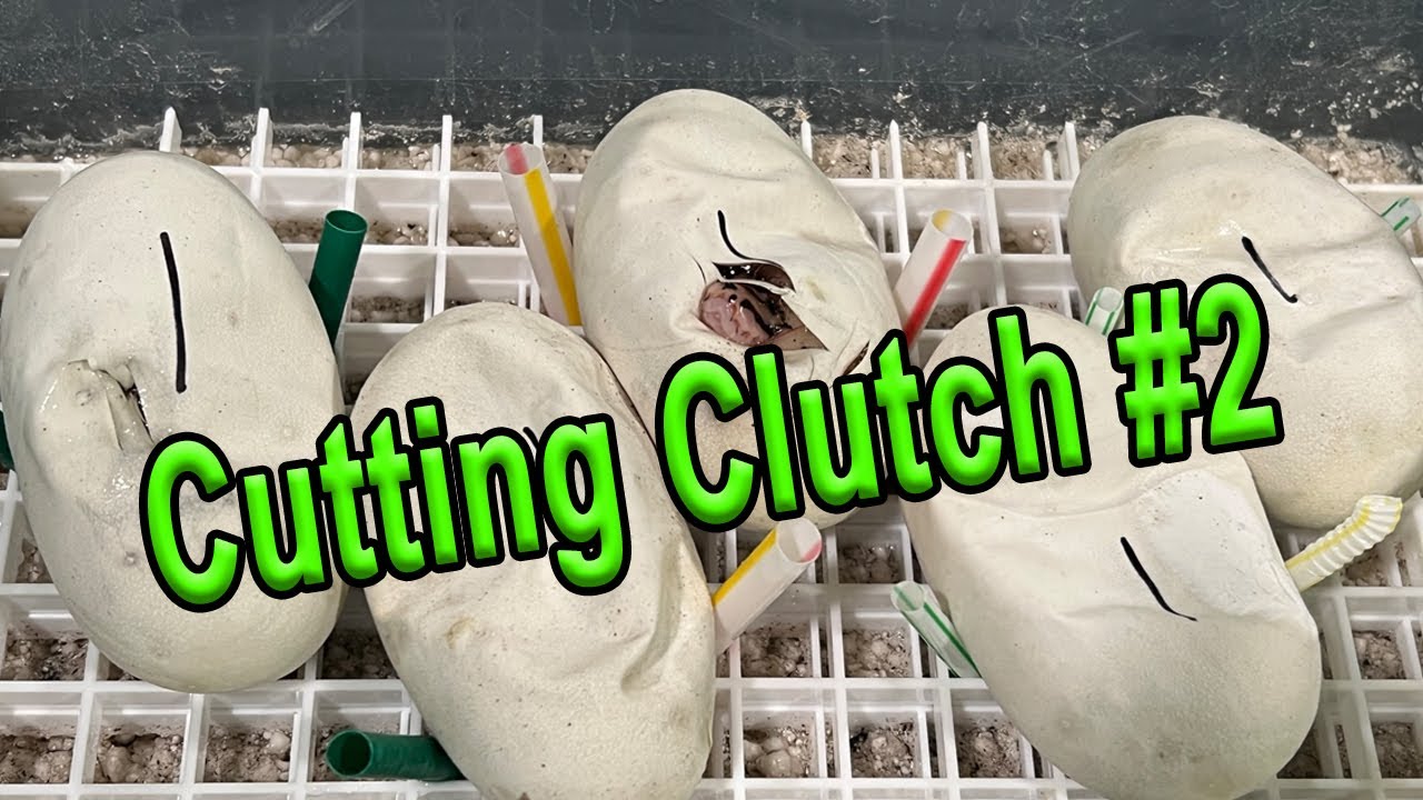 Egg Cutting Ball Python Clutch #2 - YouTube