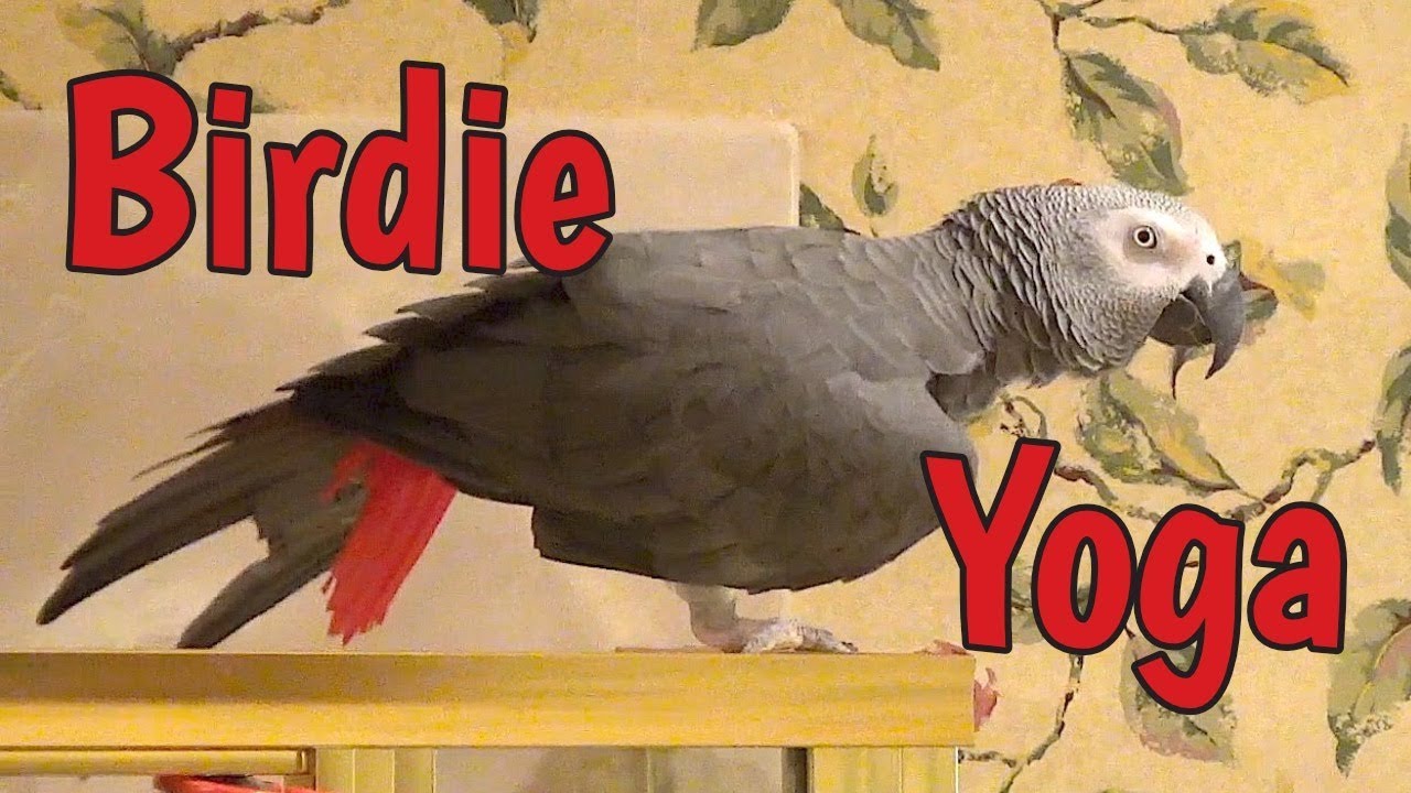 Einstein Parrot, the Yoga instructor - YouTube