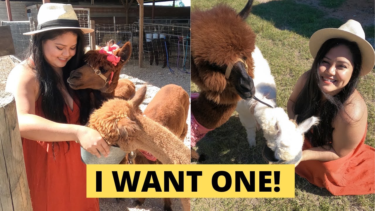 FLUFFY ALPACAS IN SOUTH TEXAS? | LEARN ABOUT ALPACAS AT ALPAQUITA RANCH ...