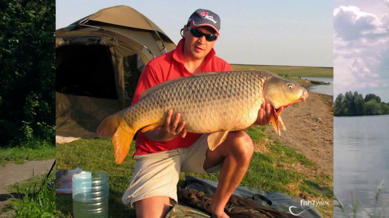 прикормка dry blooder - YouTube