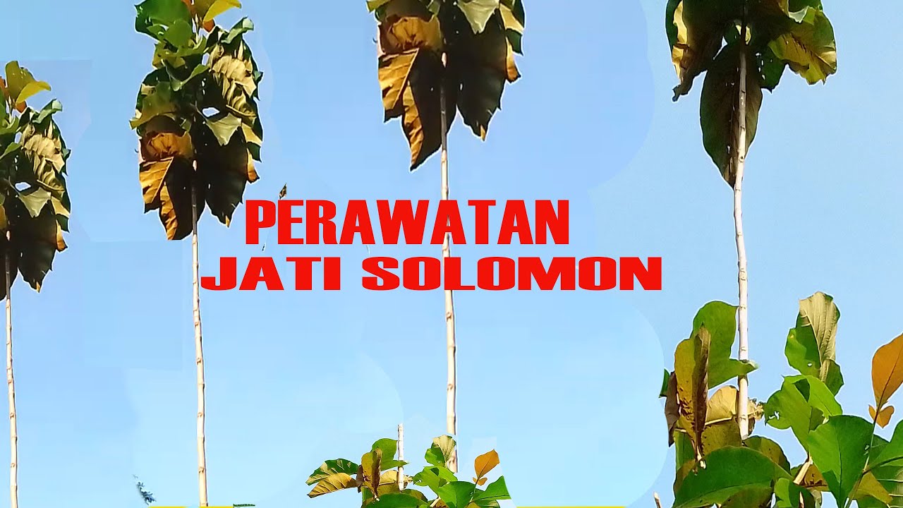 PERAWATAN JATI SOLOMON AGAR CEPAT BESAR - YouTube