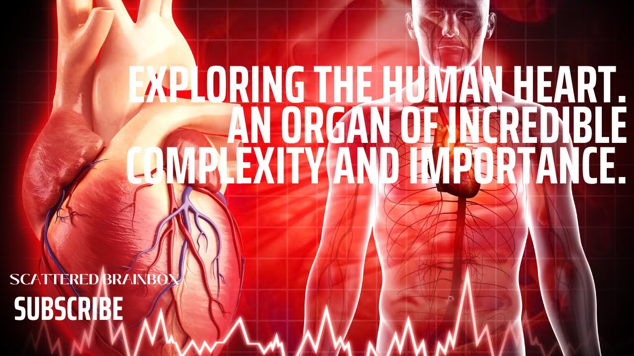 THE HUMAN HEART: ORGAN OF INCREDIBLE COMPLEXITY AND IMPORTANCE. - YouTube