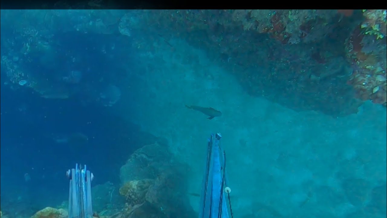 malapad na isda Ang laman sa pagitan ng dalawang bahura - YouTube