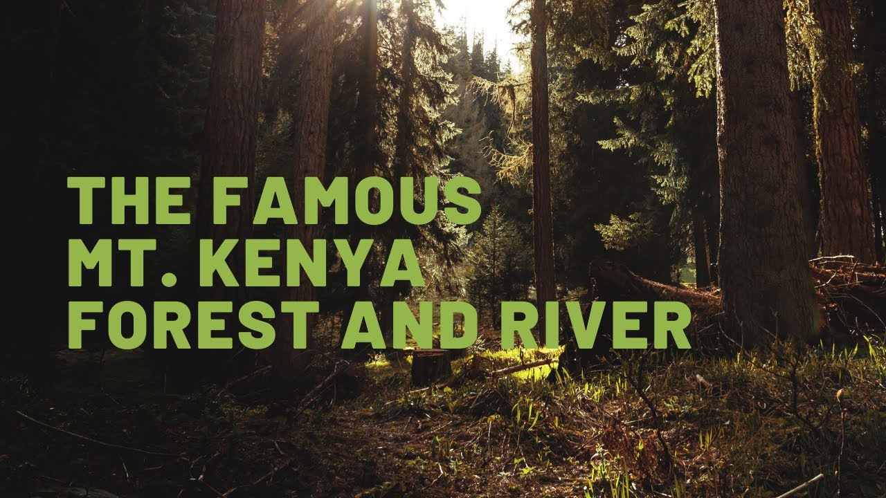 The famous Mt. Kenya Forest and River (RIVER KATHITA - MERU) - YouTube