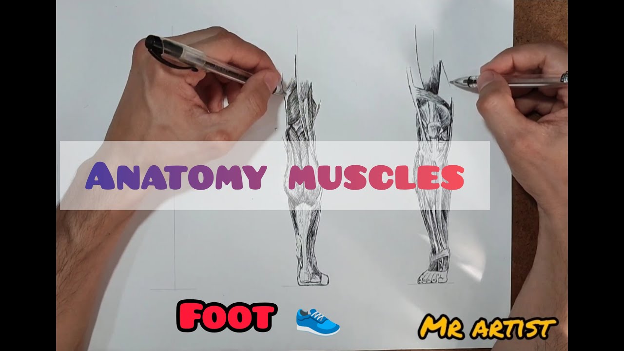 drawing leg muscles (for four side) - YouTube