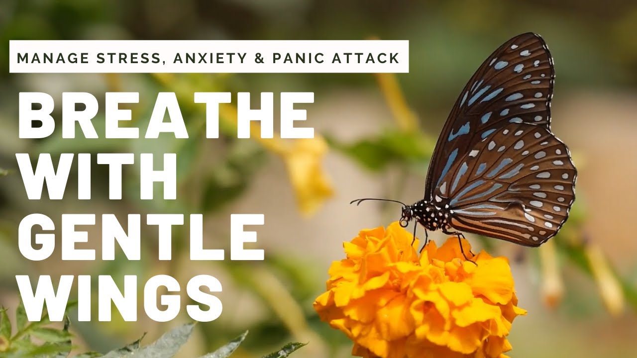 Beautiful Butterfly Music for Relief of Anxiety, Panic Attack, Stress ...