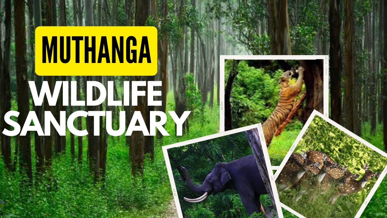 Muthanga Wildlife Sanctuary | Exploring Wayanad | Forest Safari ...