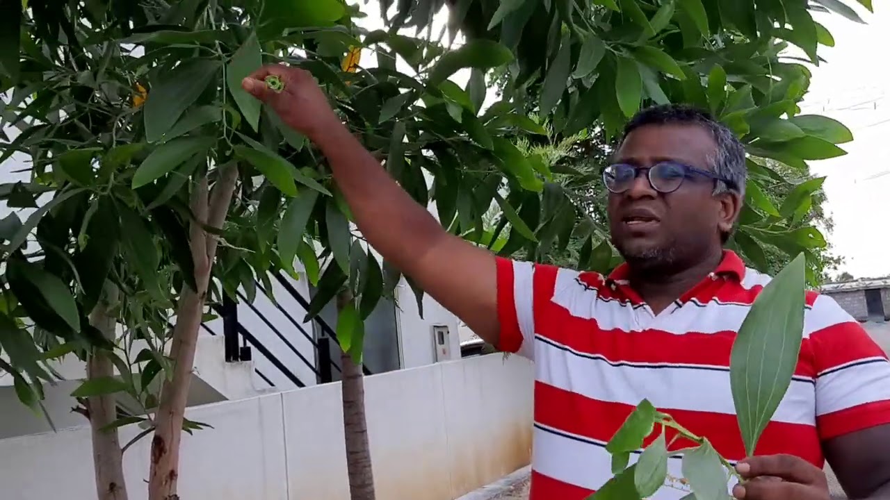 Australian Acacia | phyllode | biologytutorNEET - YouTube