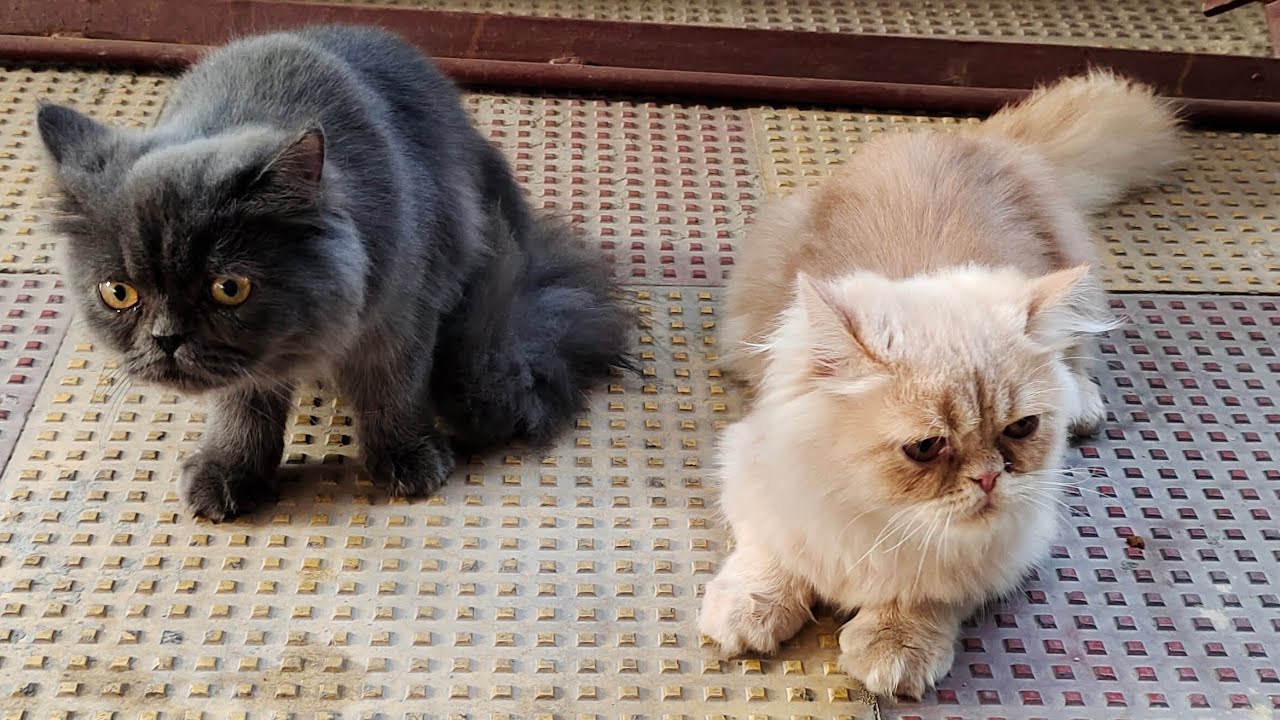 semi punch face Persian kittens in Hyderabad Saleem nagar | golden cat ...