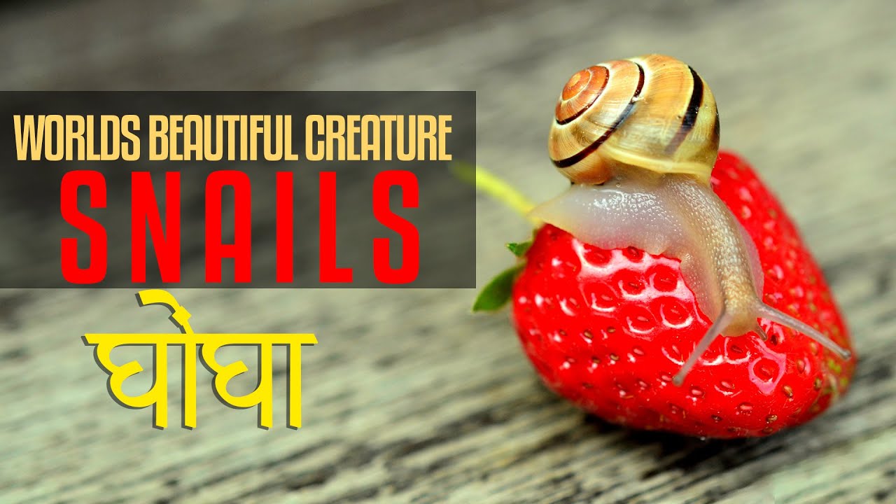 SNAIL - घोंघा - GHONGA - YouTube