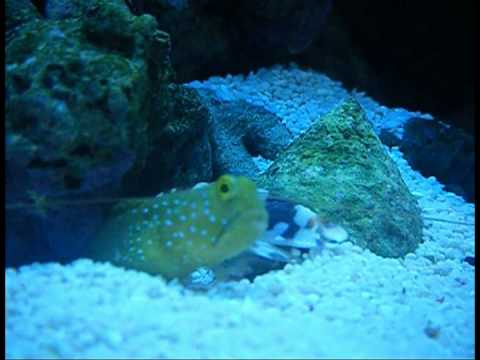 Tiger Pistol Shrimp & Yellow Watchman Goby - YouTube