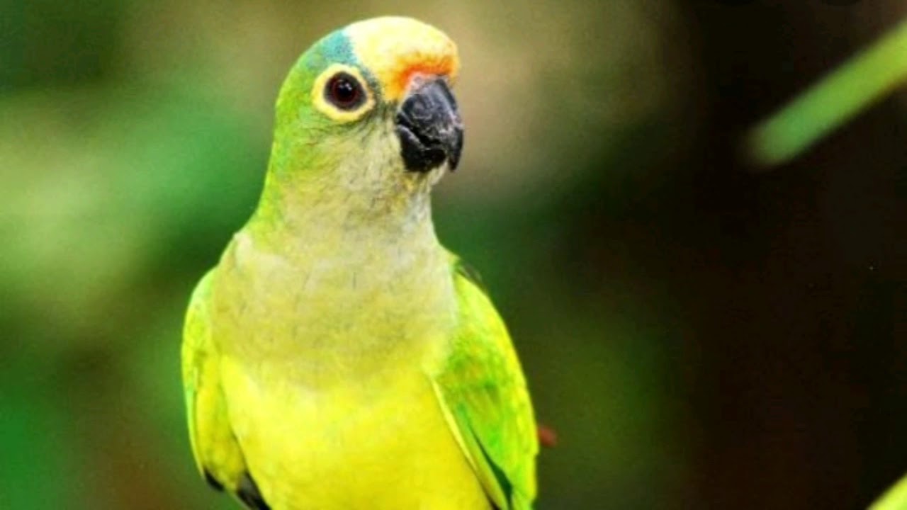 Tudo sobre a espécie-periquito estrela!!(aratinga aurea) - YouTube
