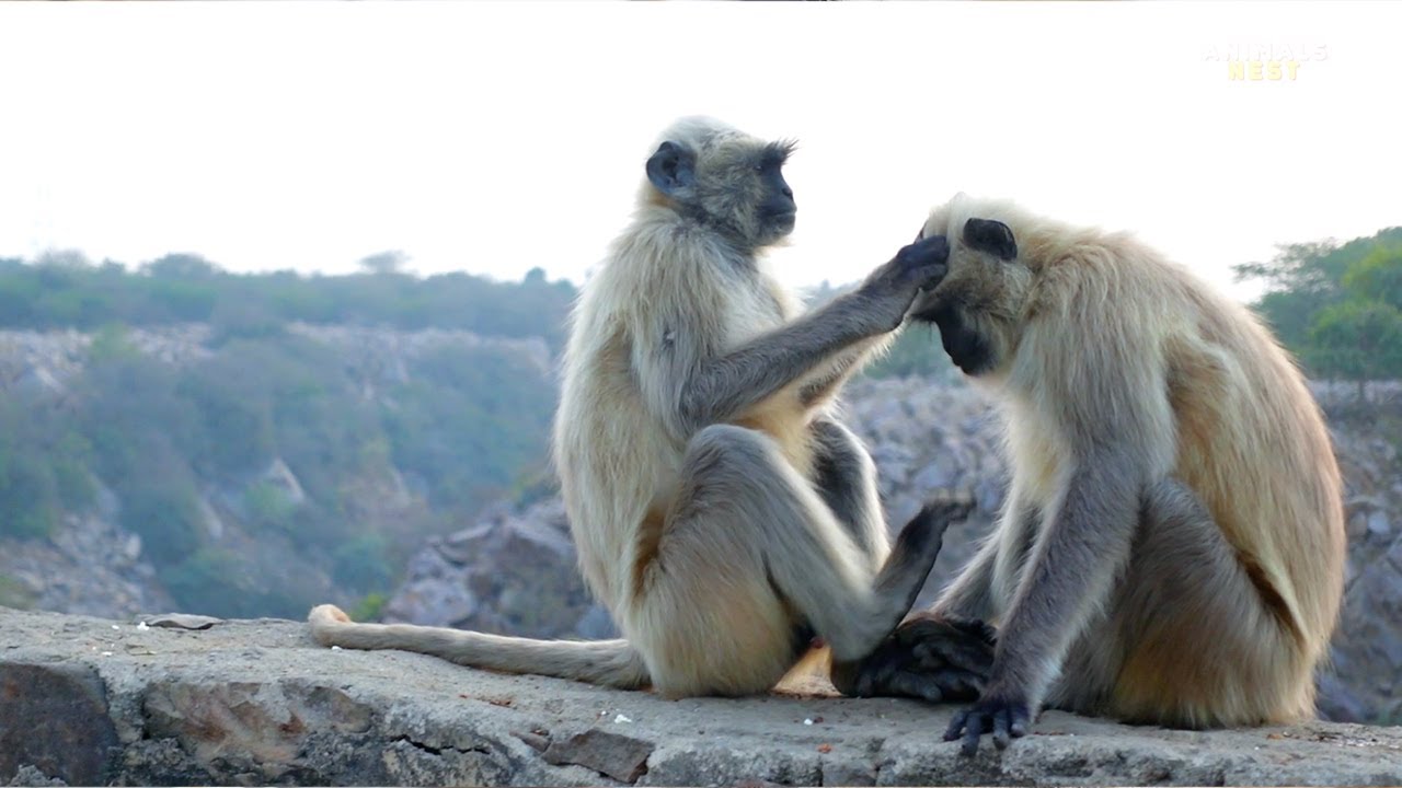 With love, a monkey searches for insects on his partner's body ...