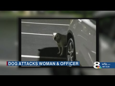 St.Pete woman seriously injured in dog attack; animal shot and killed; the owner says it didn't happ