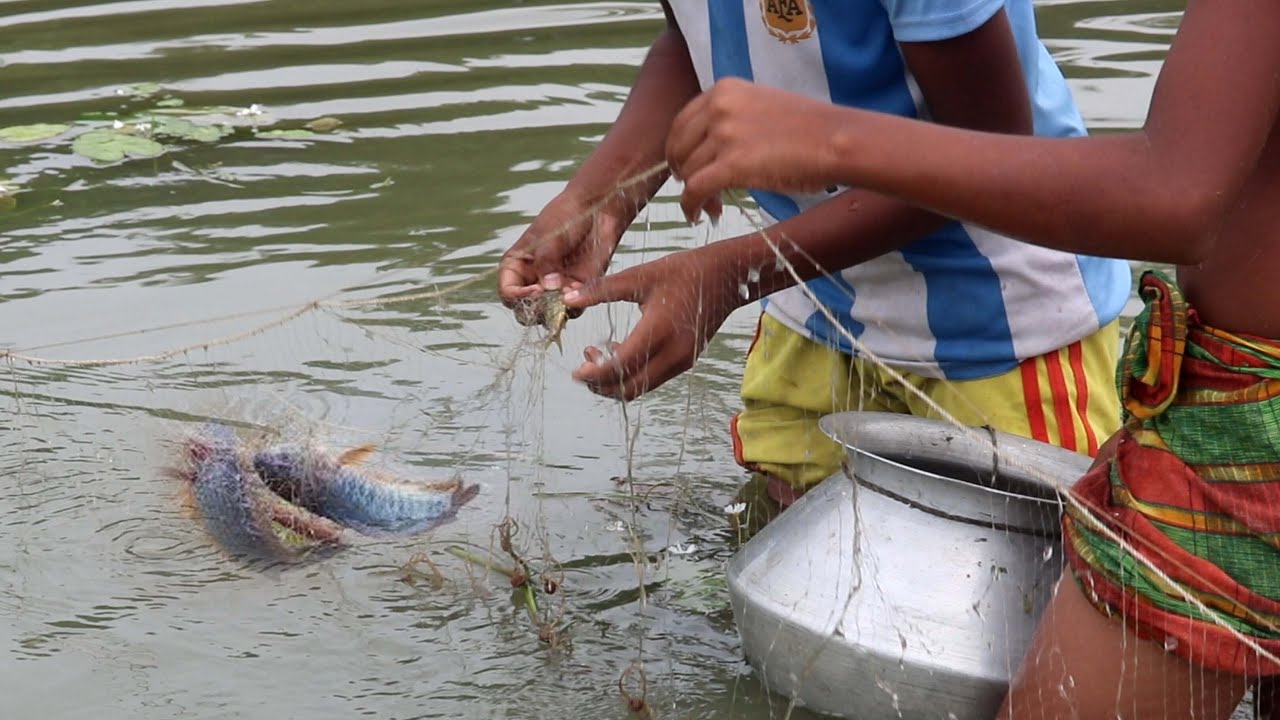 Current Net Fishing in Rainy Season | Best Gill Net Fish Trap | Bd Fish ...