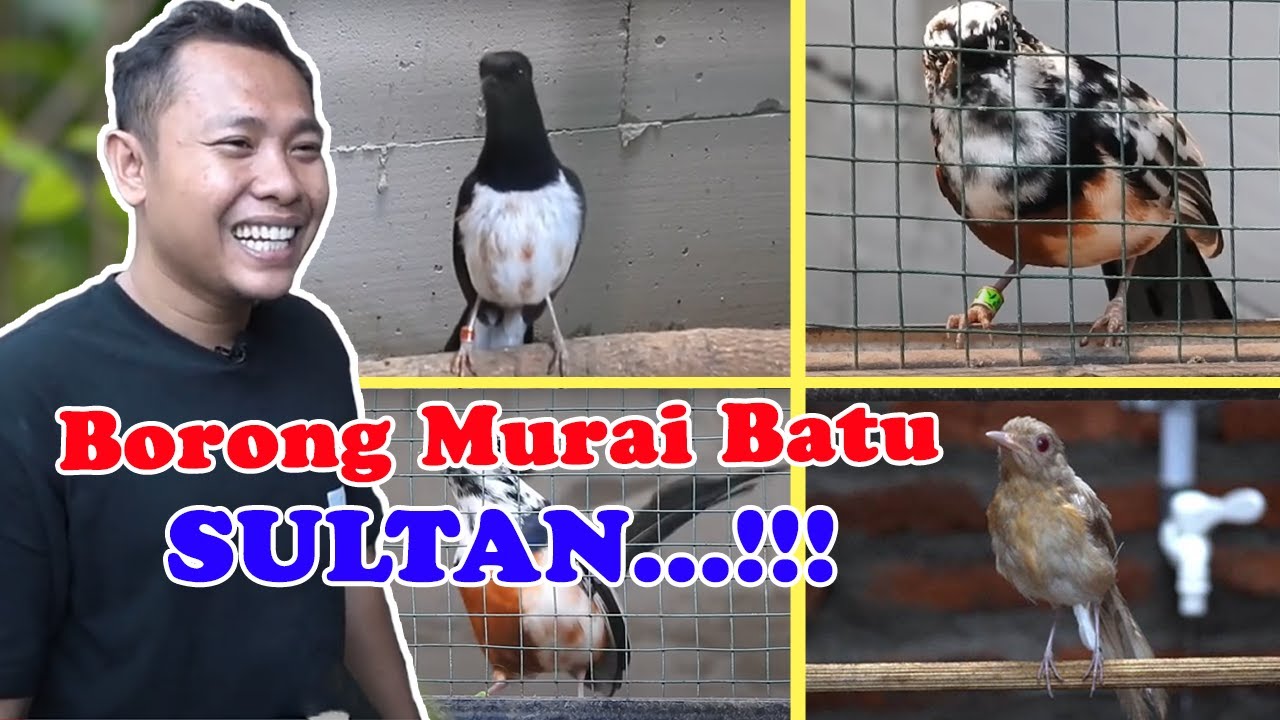 BINCANG SANTAI BERSAMA PETERNAK MURAI BATU UNIK PEREMAN BF SPESIALIS ...