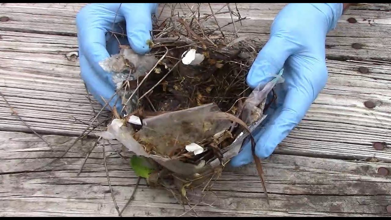 Deconstructing A Cardinal Nest Full Of Ants - Lots Of Plastic - YouTube