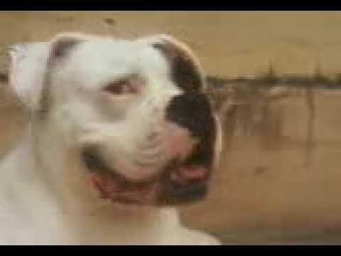 meu boxer branco