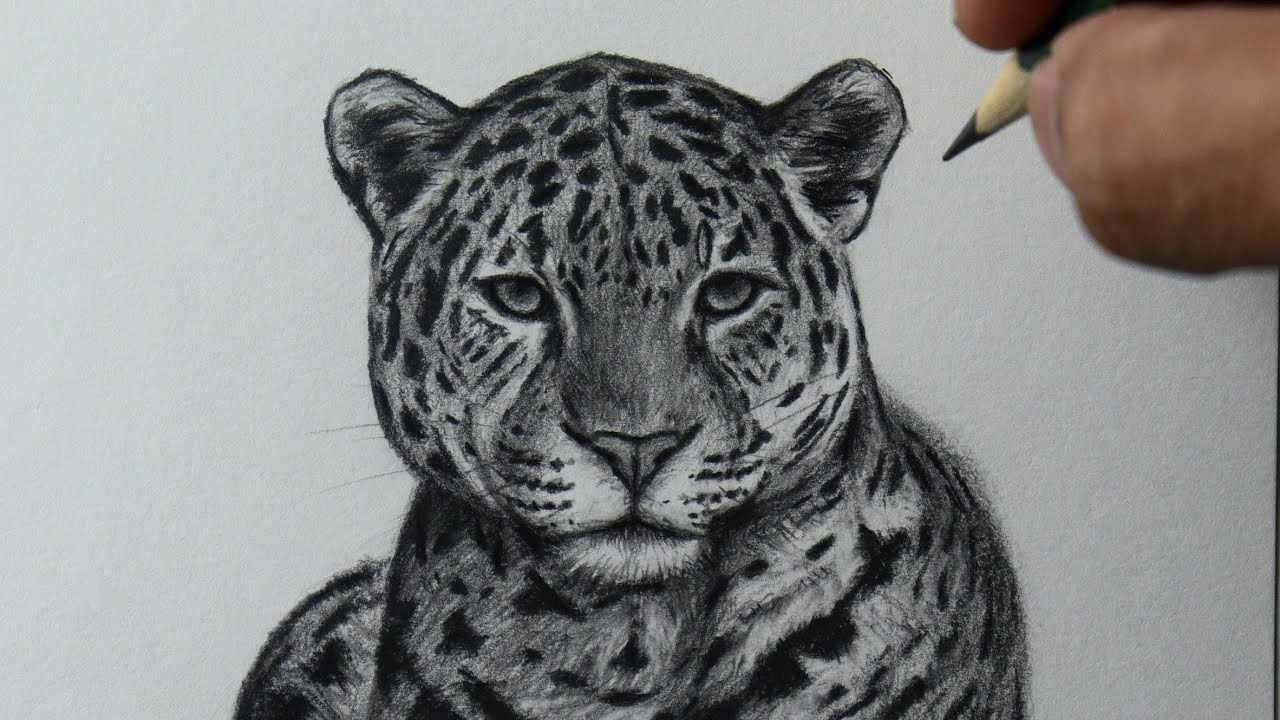 How to draw a Leopard - YouTube