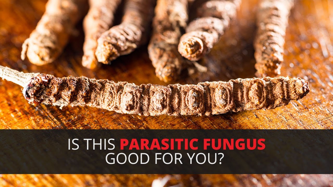 Is This Parasitic Fungus Good For You? - YouTube