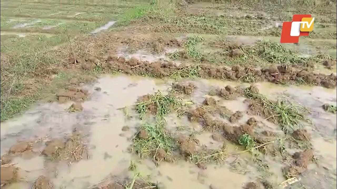 Vegetable Crops Damaged Due to Unseasonal Rain, Hail Storm in Sundargarh - YouTube