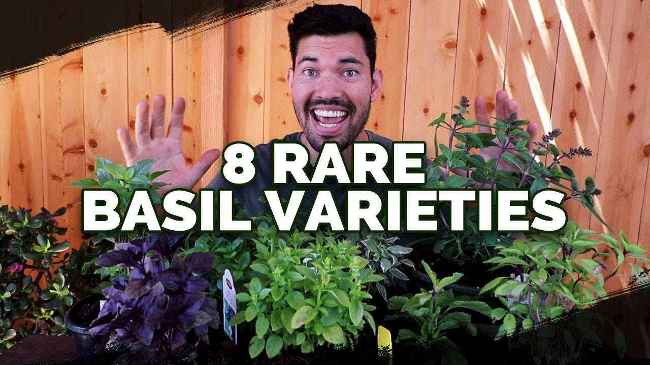 Sweet Basil vs Genovese Basil - The Kitchen Community