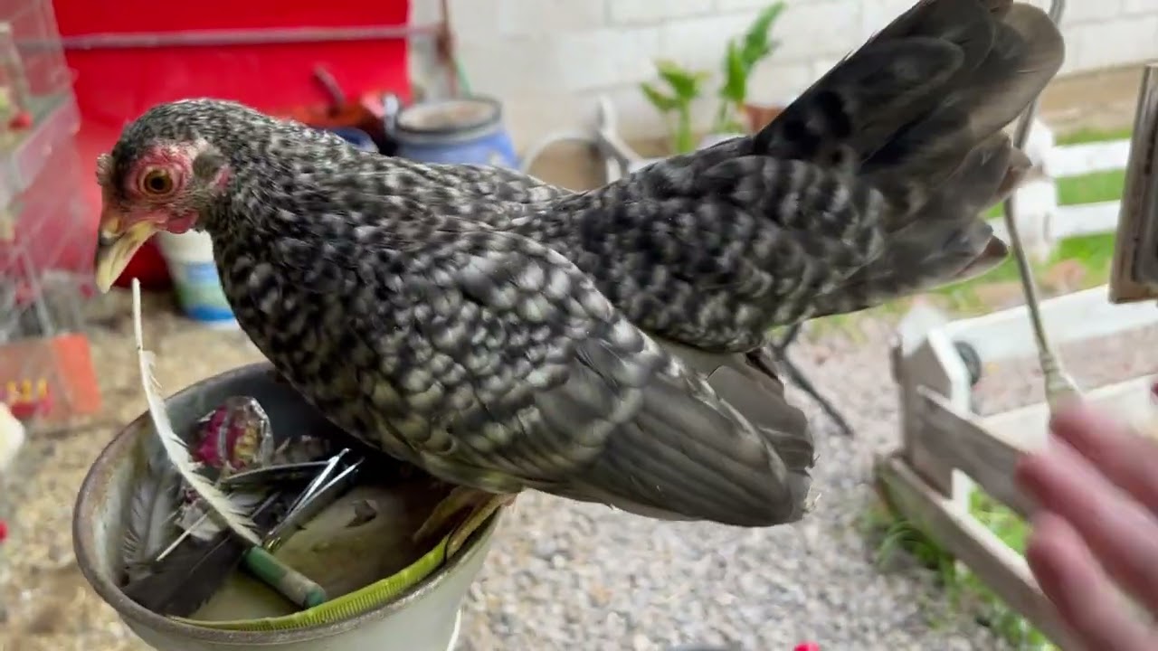 Mande mis primeros Pollos a Los Reyes Mich - YouTube