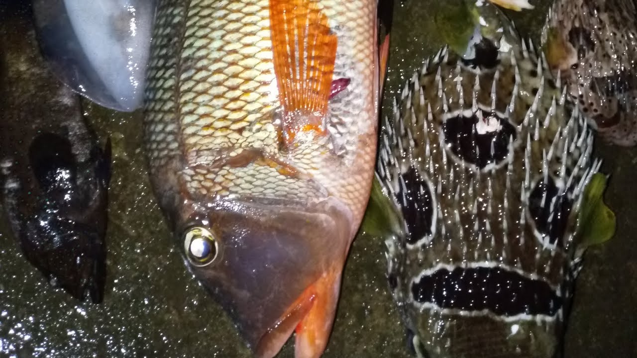 Catch and cook tayo ng tagotong #fish #fishing #nightdive #spearfishing ...