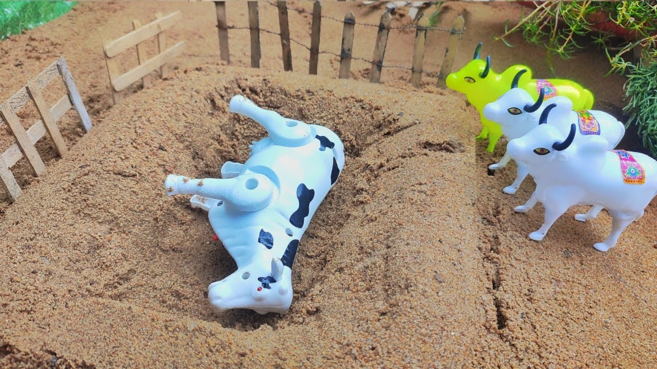 wadidau ‼️ proses potong sapi kurban | new cow video |new cow vlog ...