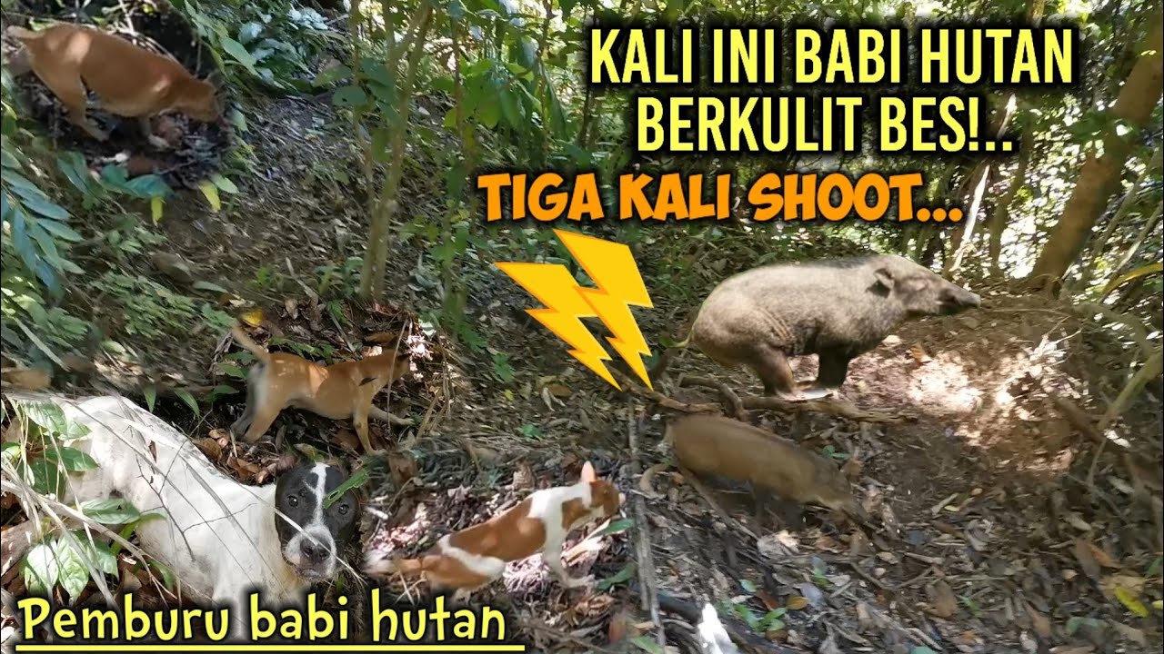 GILA‼️ BABI HUTAN BERKULIT BES! INI SULIT DI LUMPUHKAN | Wild Boar ...