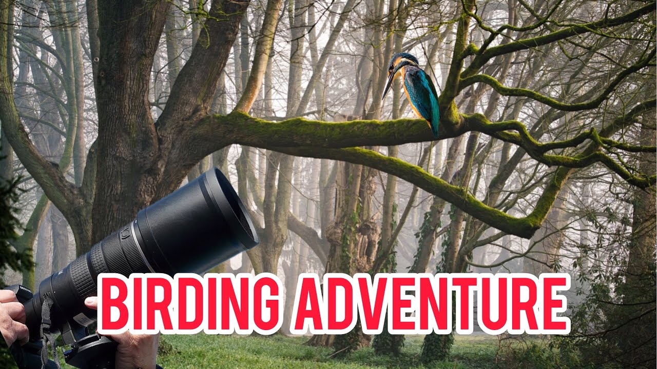 BIRDING IN SINGAPORE | 8 AMAZING BIRD SPECIES - YouTube