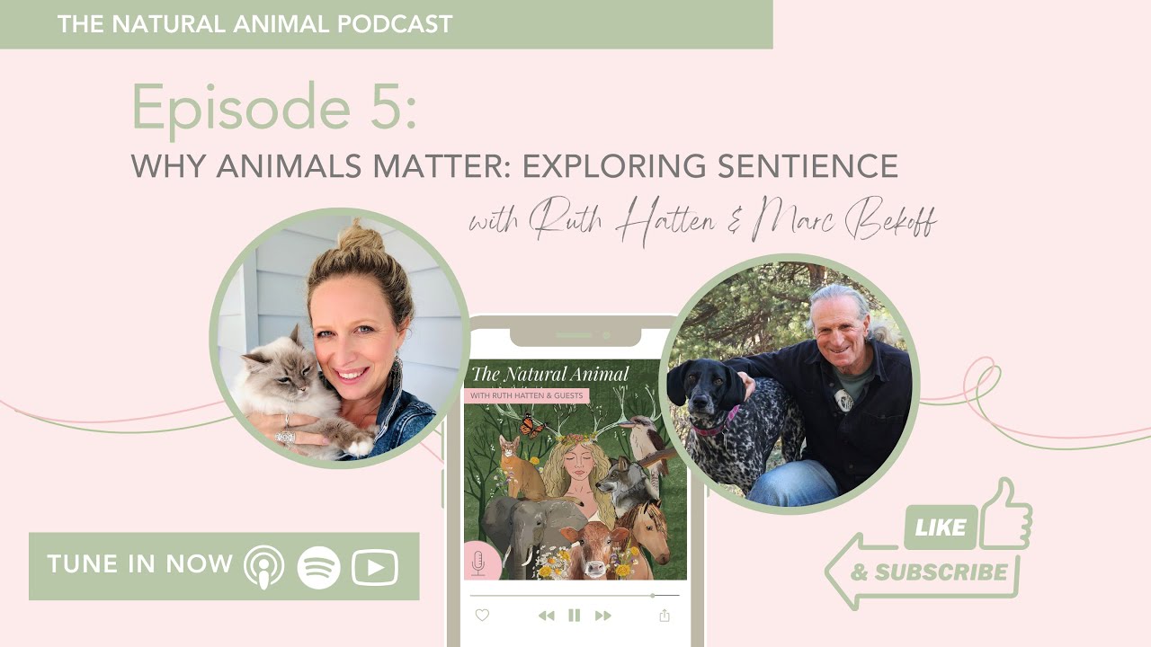 Episode 5: Why Animals Matter: Exploring Sentience - YouTube