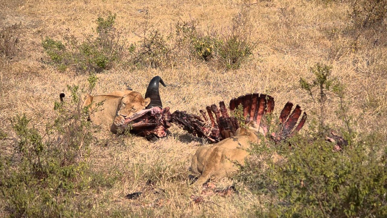 Lion Pride Eating African Buffalo Carcass - YouTube