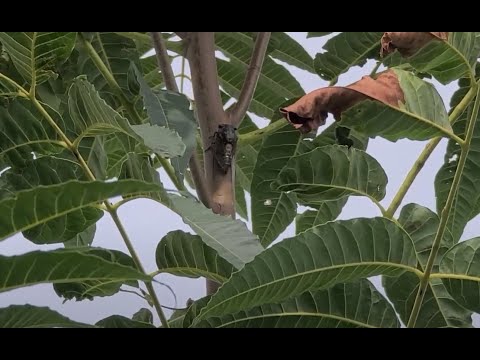 가죽나무(가중나무)의 매미(쓰르라미), tree of heaven, a clear-toned[green-colored ...