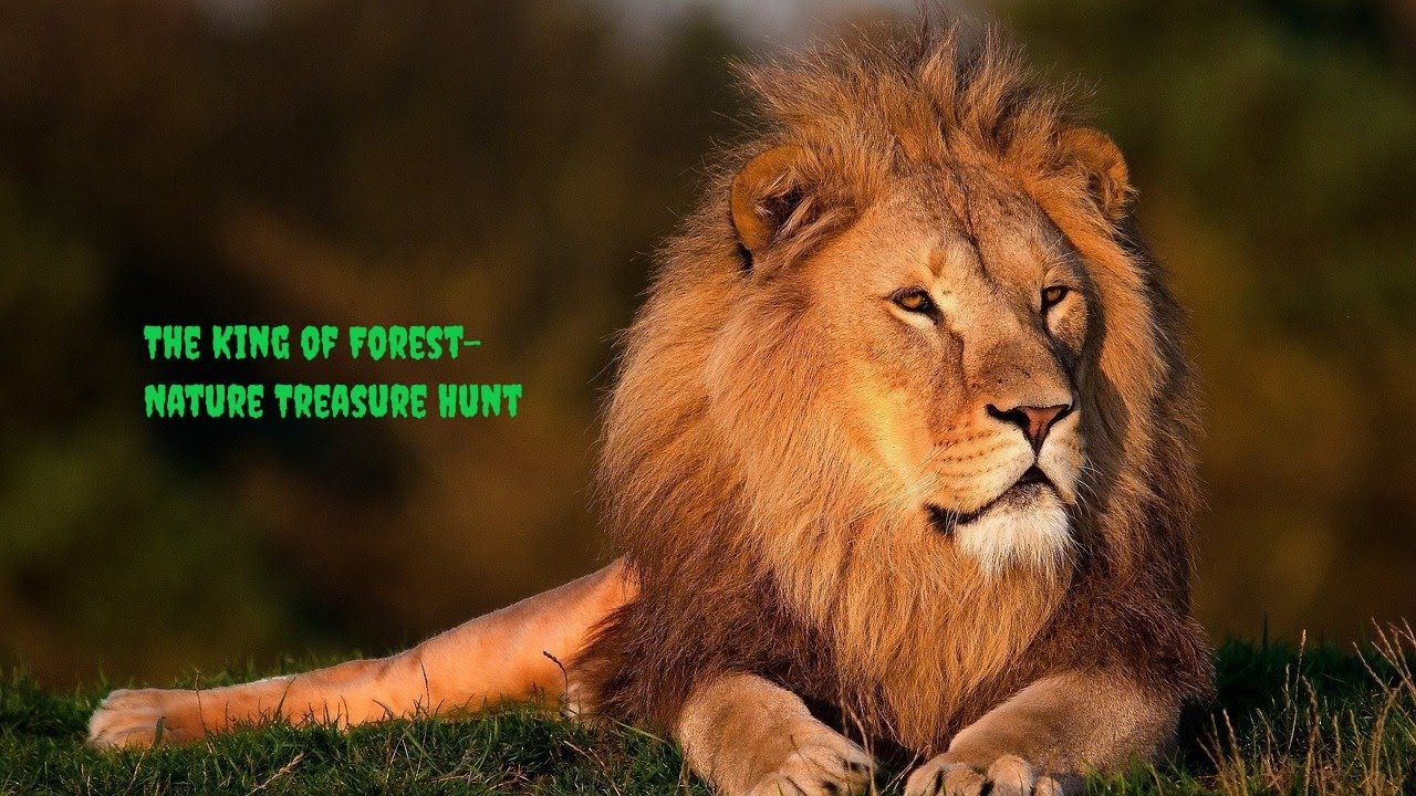 Lion | The King of Forest | Nature Treasure Hunt | Panthera Leo | The ...