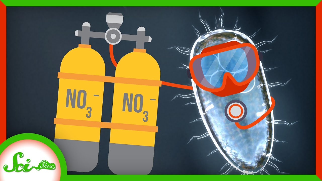 Meet Our Nitrogen-Breathing Bacterial Relative - YouTube