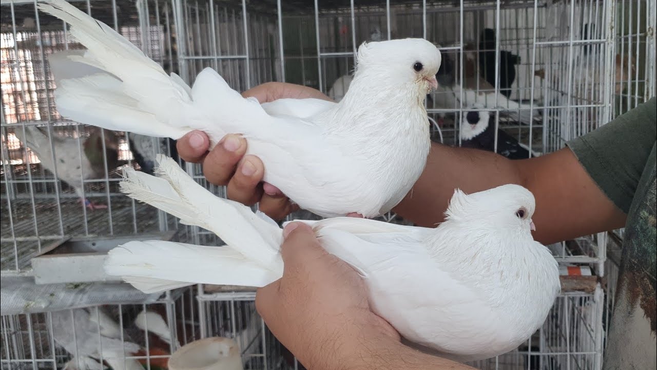 10 Most Beautiful Fancy Pigeons Collection | Indian Pigeons | World ...