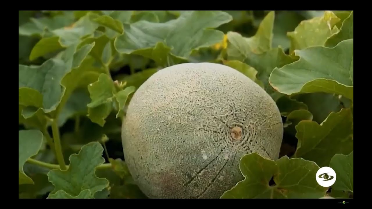 La enfermedad que afecta a los cultivos de melón en zonas altamente ...
