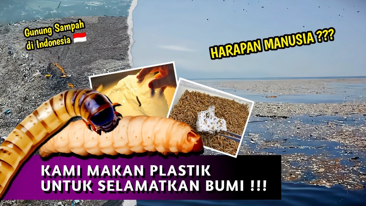 Hewan Mungil!!! "SI PENGURAI PLASTIK" - Ulat Pengurai Plastik Solusi Untuk Sampah Plastik - YouTube