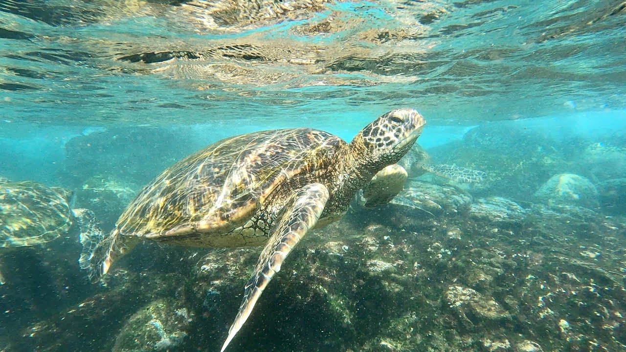 Rescue of a baby Sea Turtle!! - YouTube