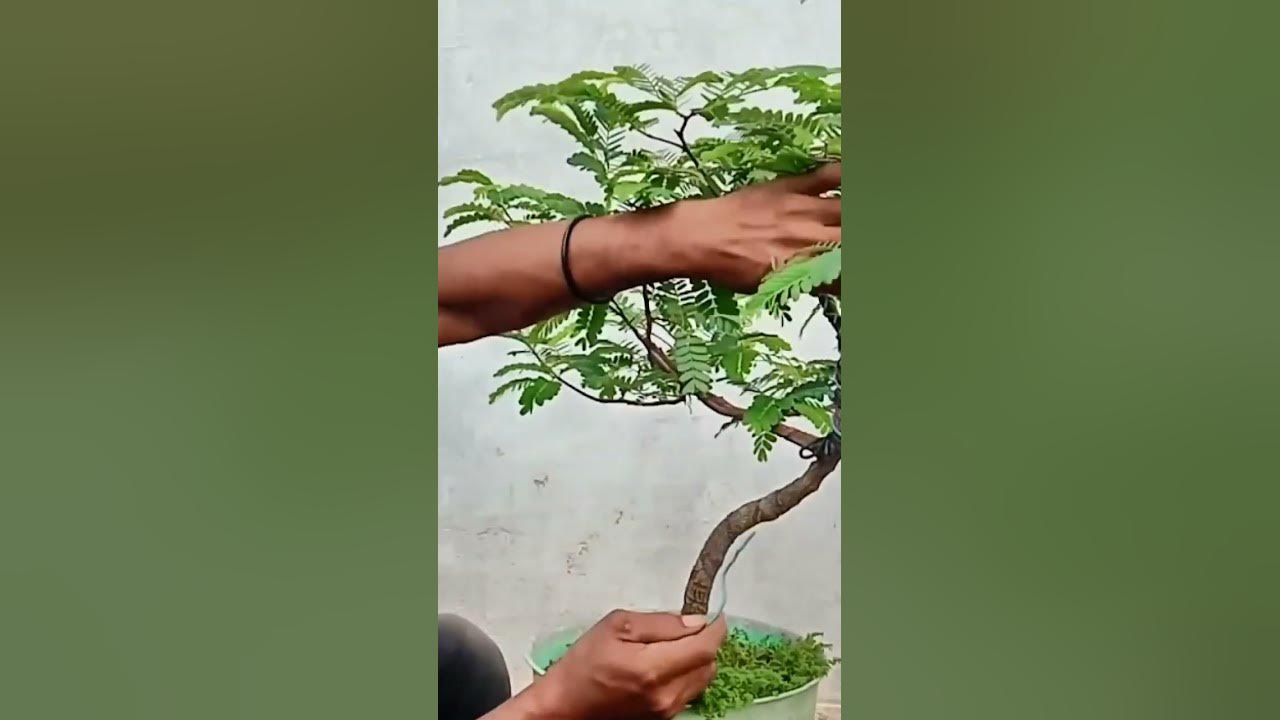 Merawat Bahan Bonsai Asem Jawa part III #shortstamanbonsaiaceh #tamanbonsaiaceh - YouTube